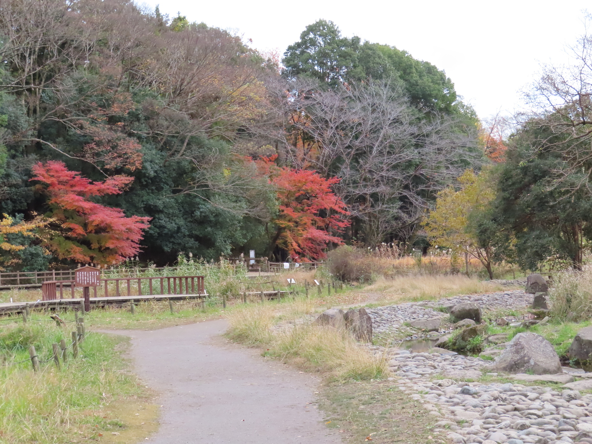 泉の森（2024年12月12日（木））: ウォーキングの写真（野鳥・トンボ・蝶・野の花）